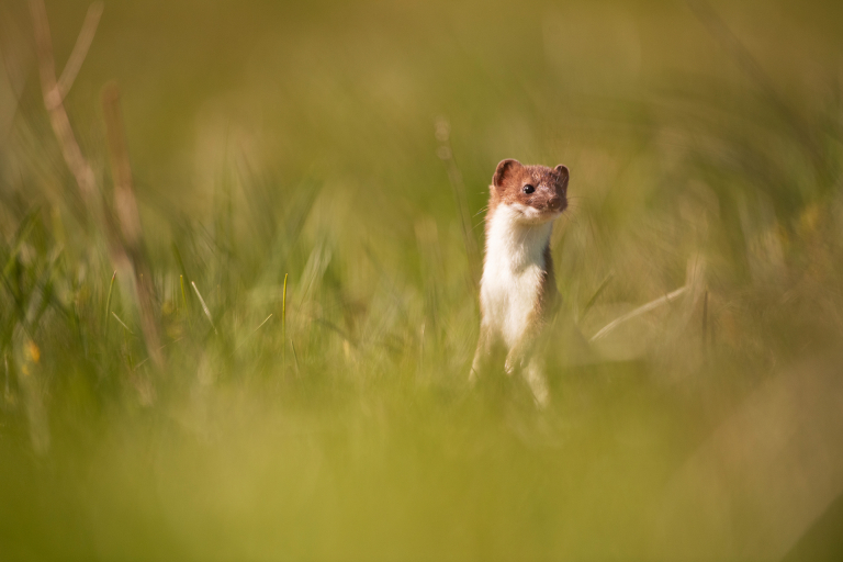 La faune - Parc naturel régional de l'Aubrac