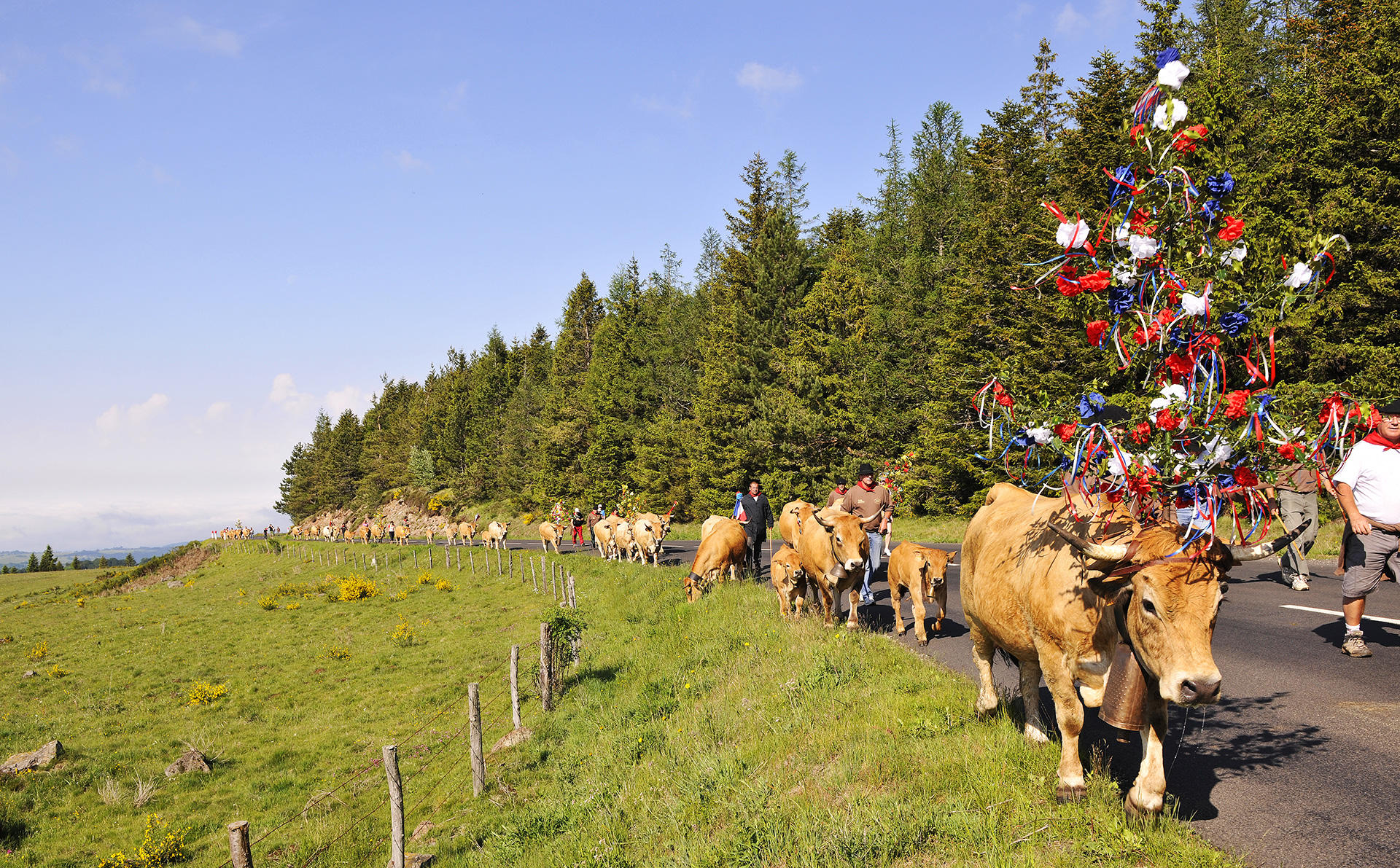 La transhumance d'Aubrac - Parc naturel régional de l'Aubrac