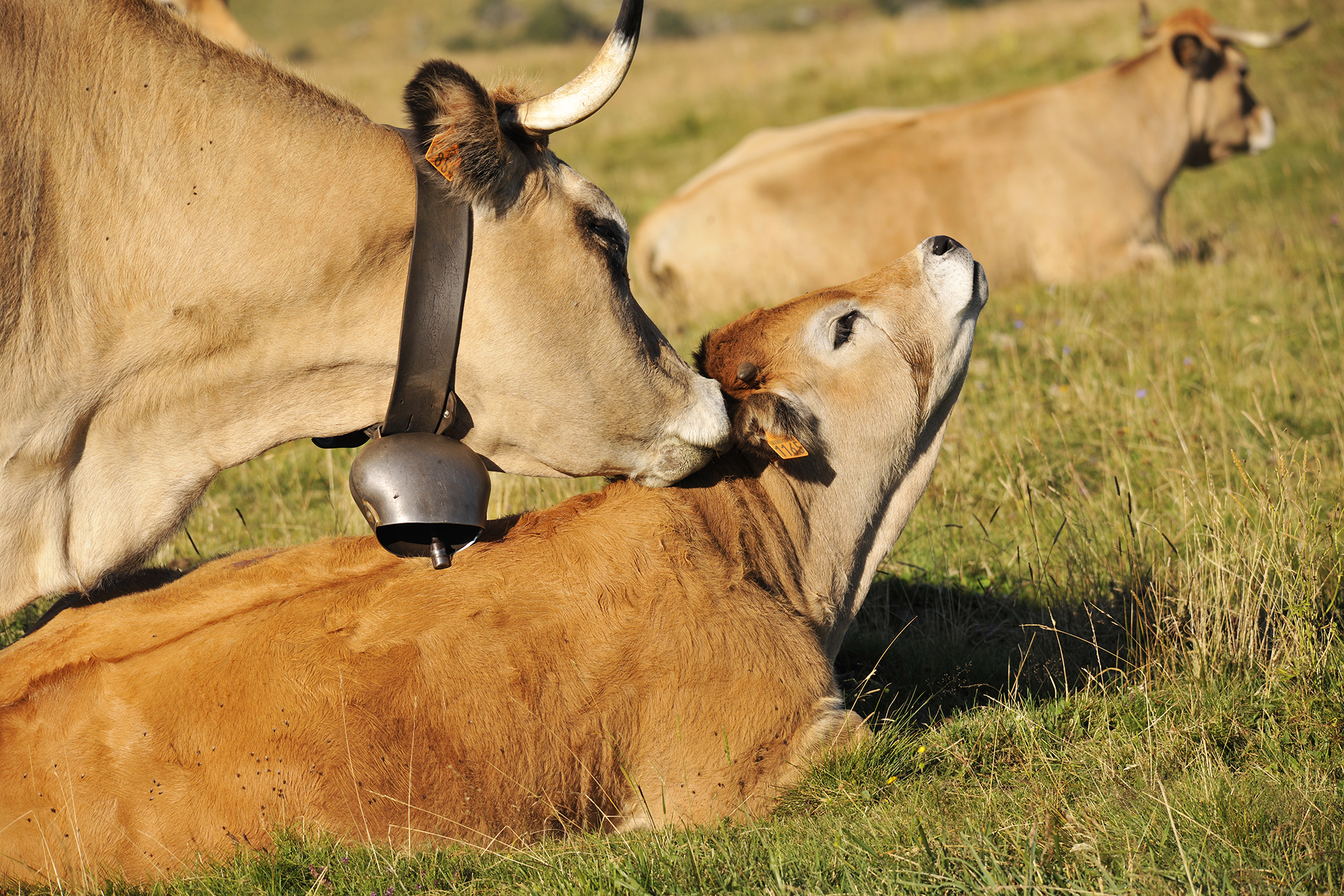 Découvrez l'Aubrac - Parc naturel régional de l'Aubrac