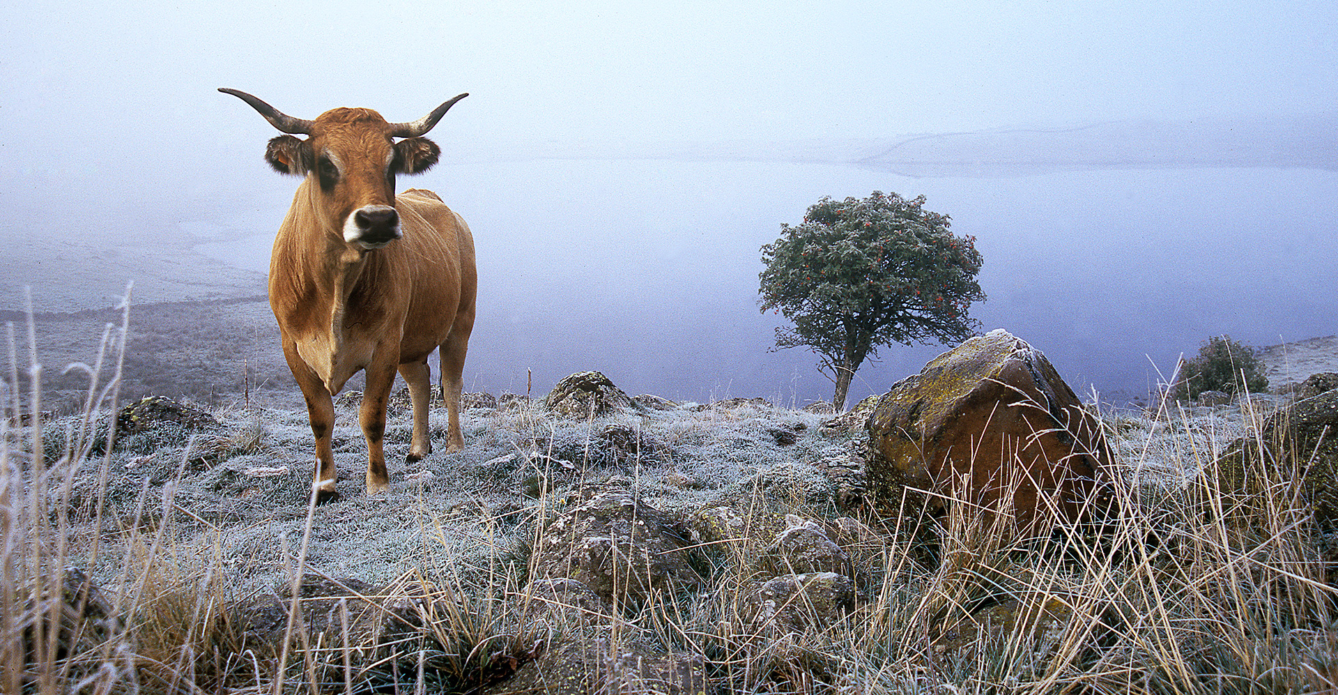 L'élevage - Parc naturel régional de l'Aubrac