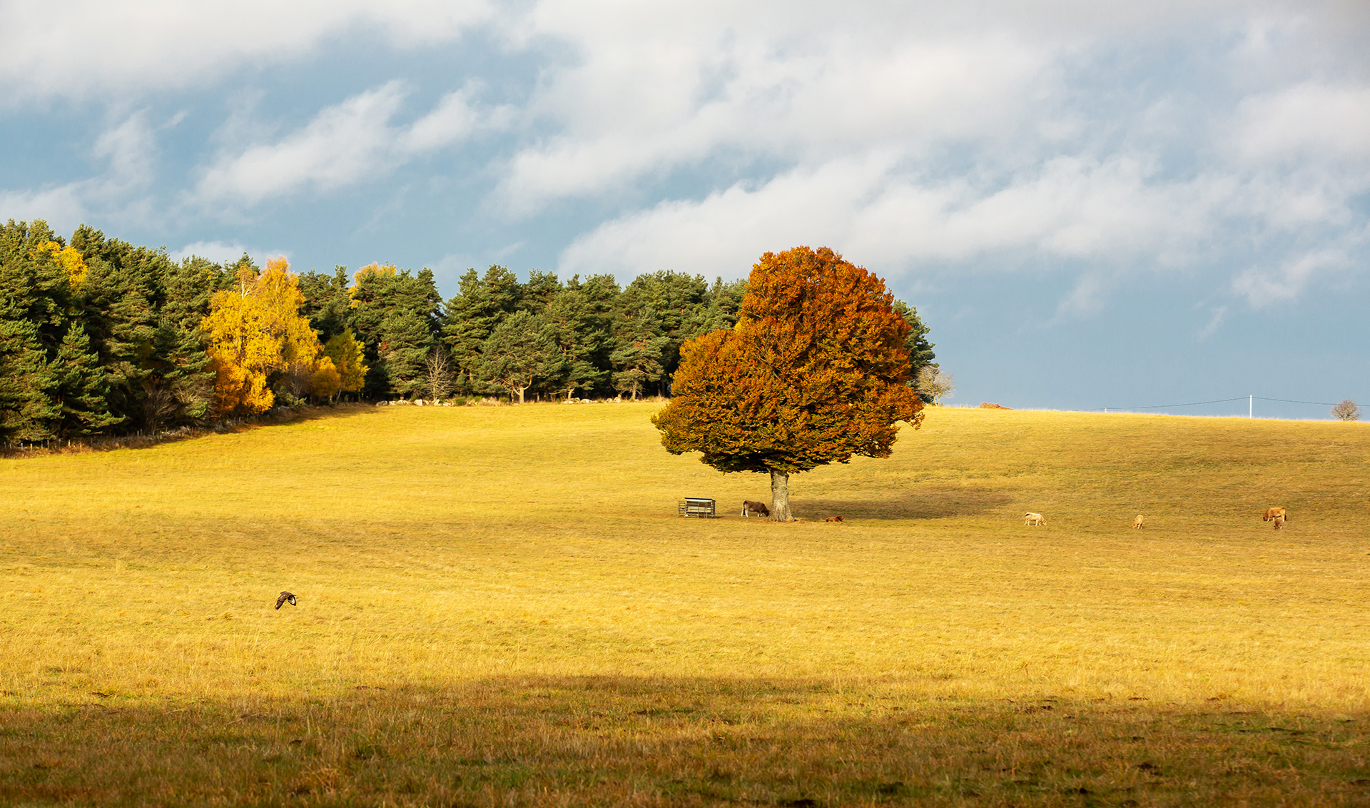 Le haut plateau de l'Aubrac - Parc naturel régional de l'Aubrac
