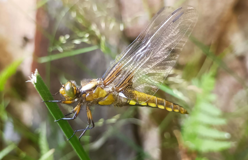 Sortie à la découverte des libellules au Lac des Picades - Parc naturel ...